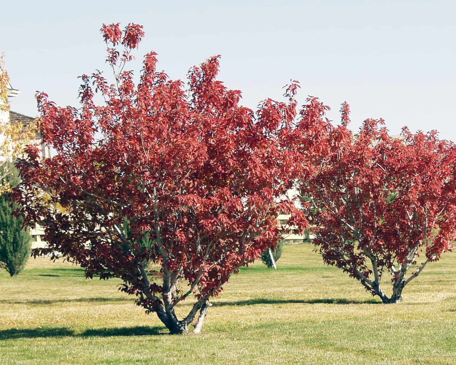 Flame Ginnala Maple Plant Guide